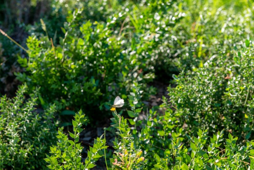 Accomodate places. SCOB: 2 public spaces projects - e-zeppelin